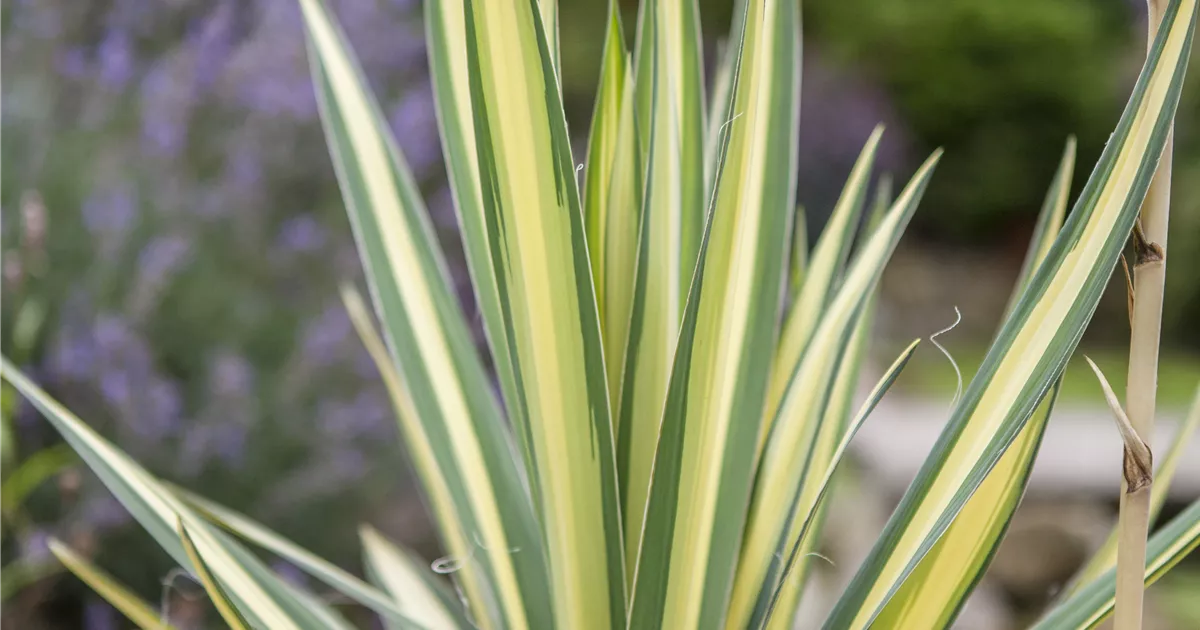 Yucca filamentosa 'Variegata', Fädige Palmlilie - Baumschule ...