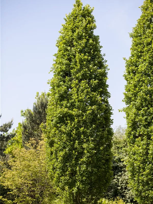 Quercus robur 'Fastigiata Koster', Säuleneiche - Baumschule & Pflanzenvertrieb Brossmer
