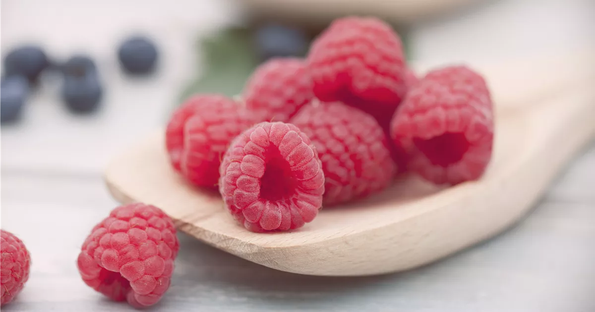 Rubus id.'Meeker' CAC II, Himbeere 'Meeker' - Baumschule ...