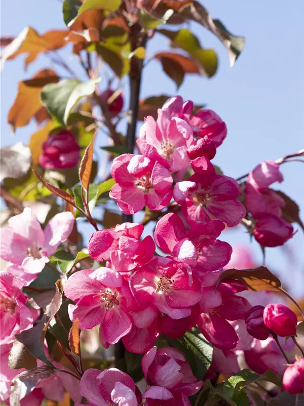 Malus 'Rudolph', Zierapfel 'Rudolph' - Baumschule & Pflanzenvertrieb ...
