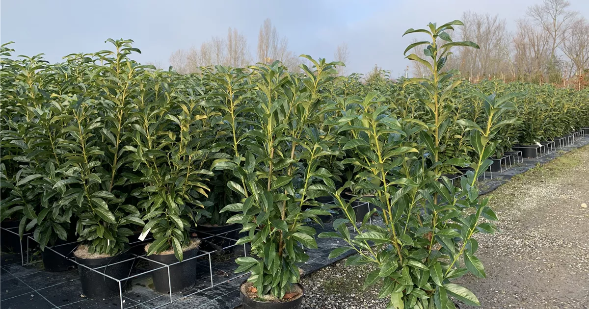 Prunus lauroc.'Genolia' -R-, Lorbeerkirsche 'Genolia' -R- - Baumschule ...