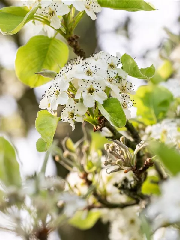 Pyrus calleryana 'Capital', Stadtbirne - Baumschule & Pflanzenvertrieb ...