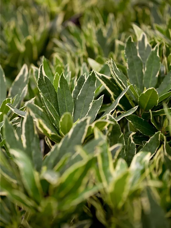 Rhododendron ponticum 'Variegatum' III, Rhododendron ponticum ...