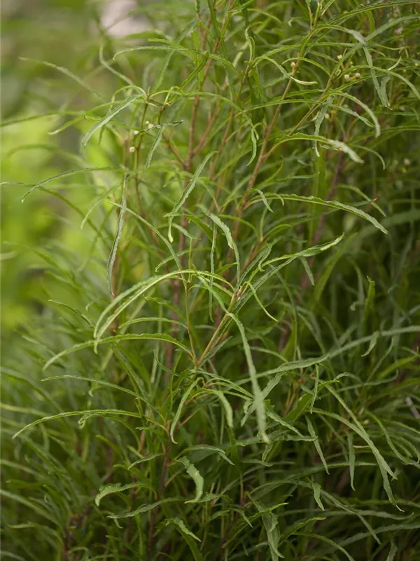 Rhamnus frangula 'Fine Line' -R-, Farnblättriger Faulbaum 'Fine Line ...