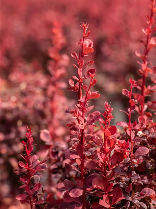 Berberis thunbergii 'Ruby Star', Berberitze - Baumschule ...