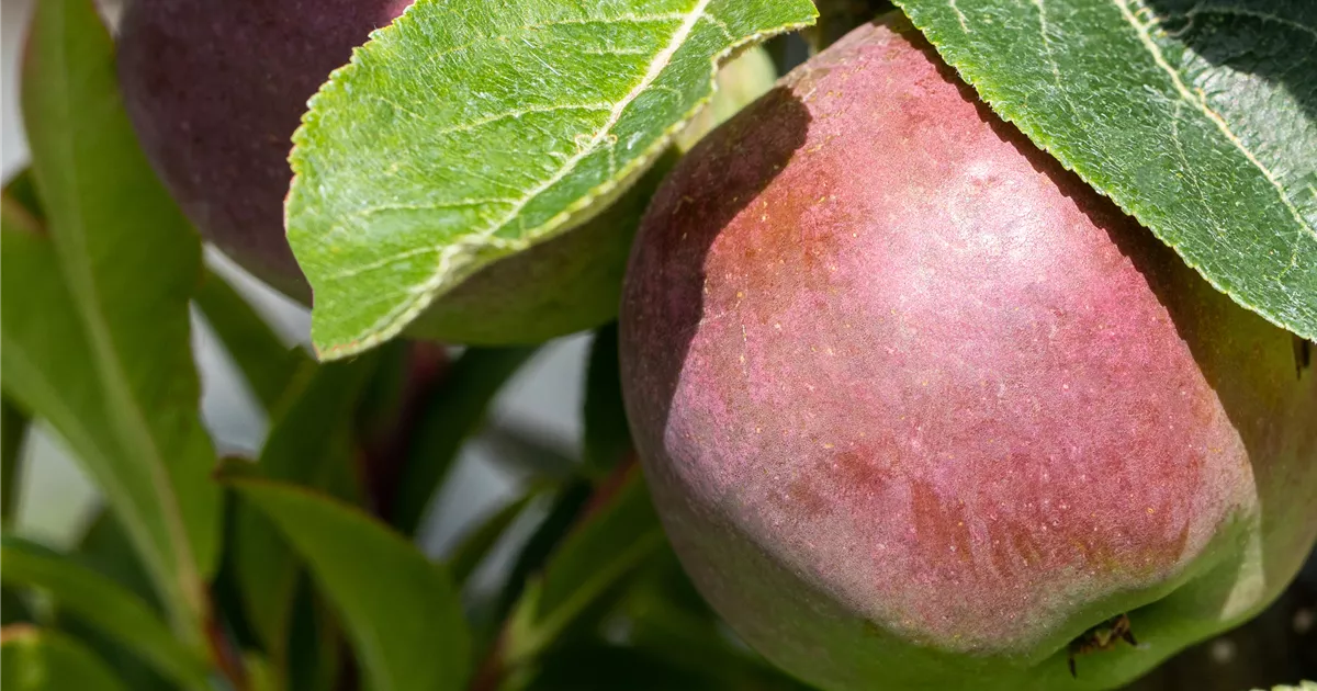 Malus 'Blue Moon' -R- CAC, Säulenapfel 'Blue Moon' -R- - Baumschule ...