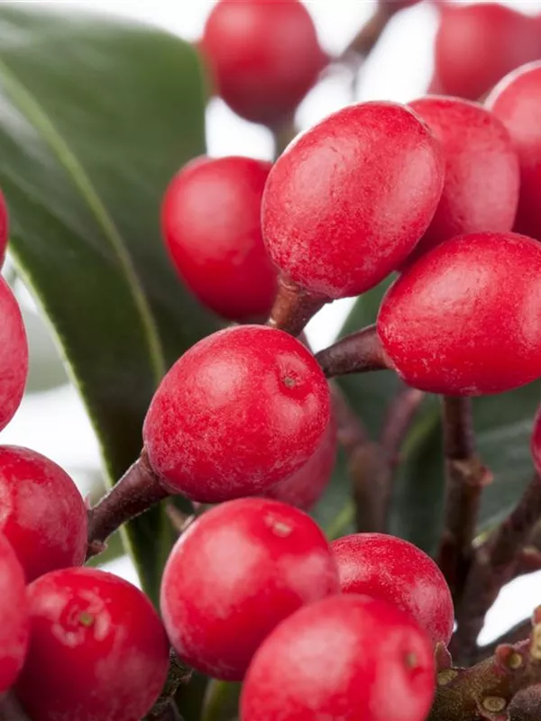 Skimmia japonica 'Pabella', Skimmie 'Pabella' - Baumschule ...