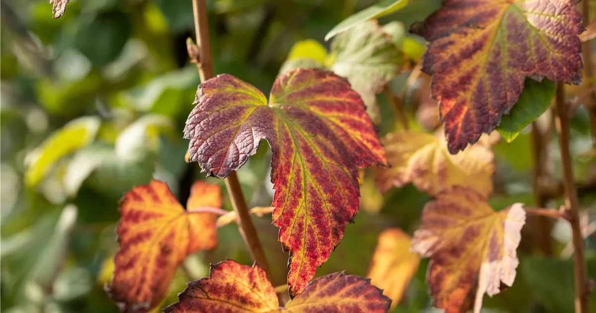 Ribes nigrum 'Titania' -S- CAC II, Johannisbeere 'Titania' -S ...