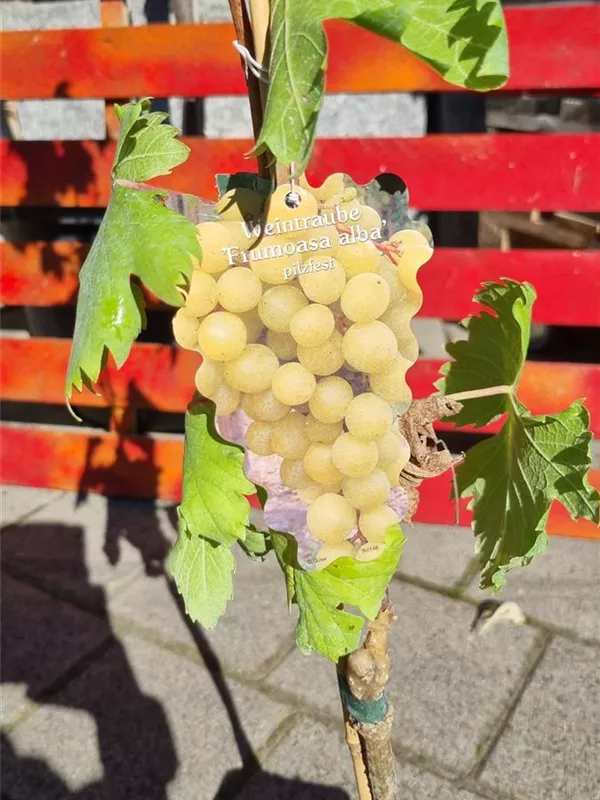 Vitis 'Frumuosa Alba', Tafeltraube 'Frumuosa Alba' - Baumschule ...