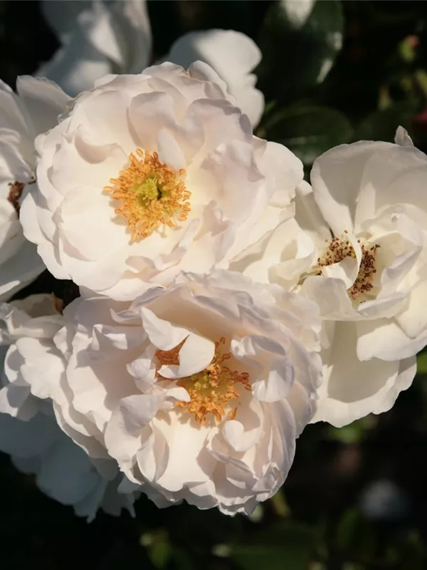 Rosa 'Hella' -R- KL VI, Kletterrose 'Hella' -R- ADR-Rose - Baumschule ...