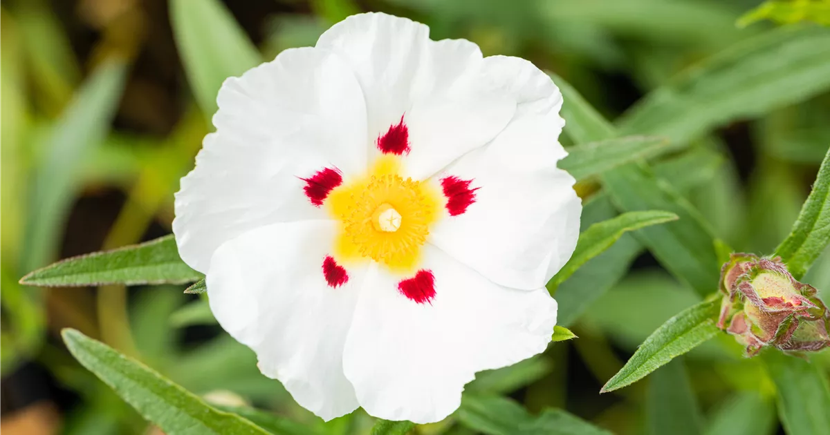 Cistus purpureus 'Alan Fradd', Zistrose 'Alan Fradd' - Baumschule ...