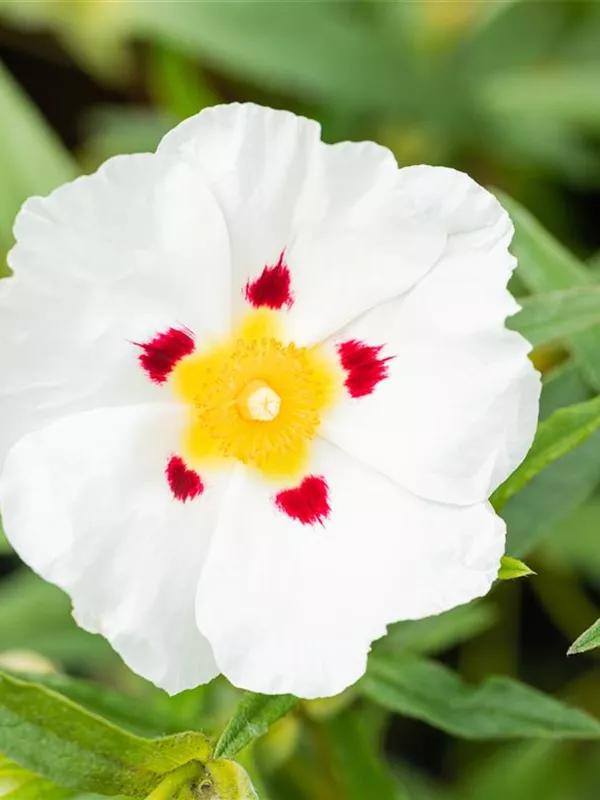 Cistus purpureus 'Alan Fradd', Zistrose 'Alan Fradd' - Baumschule ...