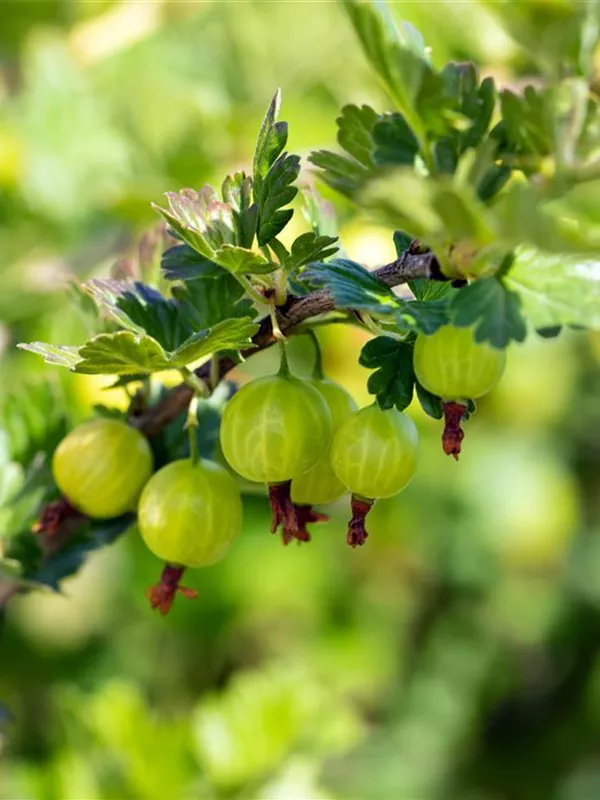 Ribes uva-crispa 'Mucurines' CAC II, Stachelbeere 'Mucurines ...