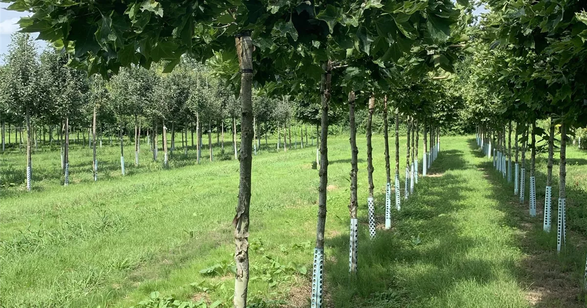 Platanus hispanica, Platane - Baumschule & Pflanzenvertrieb Brossmer