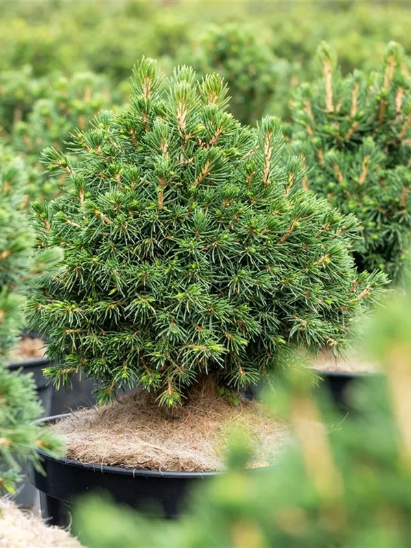 Picea abies 'Tompa', Fichte 'Tompa' - Baumschule & Pflanzenvertrieb ...