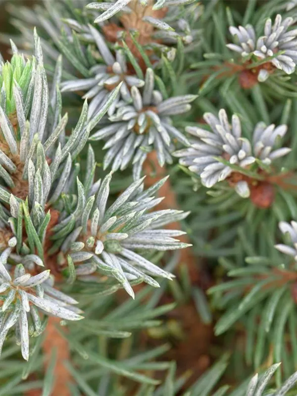 Picea glauca 'Sander's Blue', Sander's Blaufichte - Baumschule ...