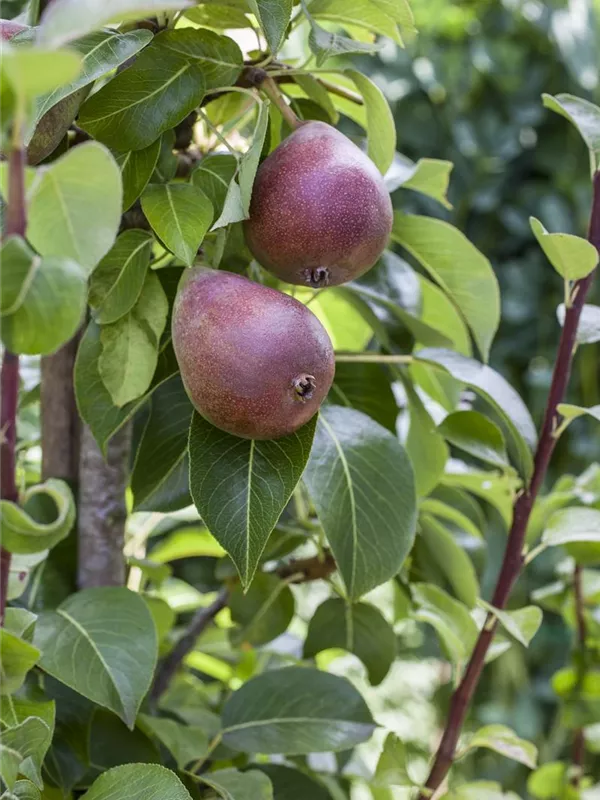 Pyrus com.'Rote Williams Christ' CAC, Birne 'Rote Williams Christ ...