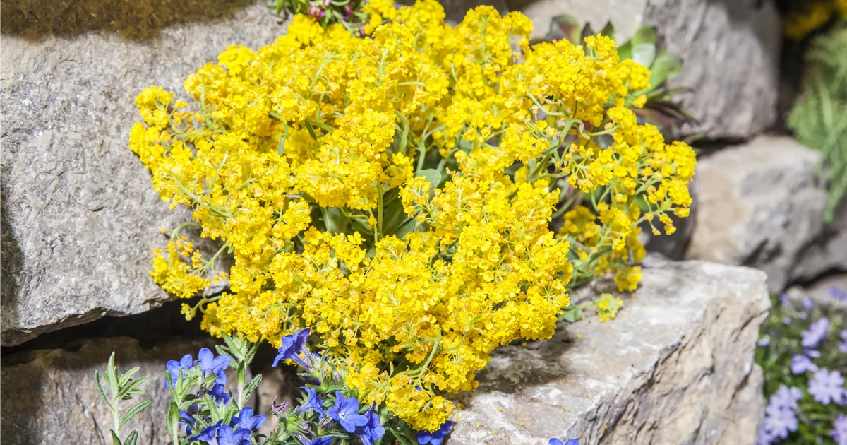 Alyssum saxatile 'Summit', Felsen-Steinkresse - Baumschule ...