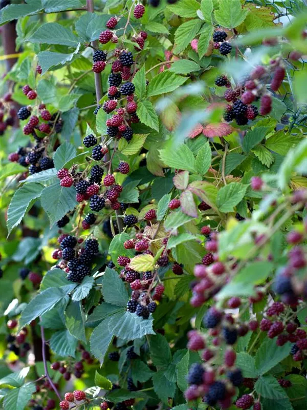 Rubus frut.'Loch Ness' -S- CAC, Brombeere 'Loch Ness' -S- - Baumschule ...