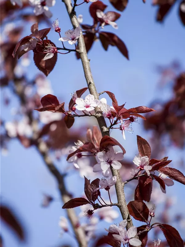 Prunus cerasifera 'Nigra', Blutpflaume - Baumschule & Pflanzenvertrieb ...