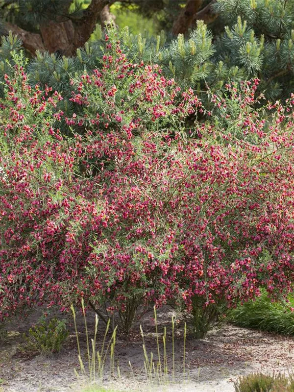 Cytisus scoparius 'Boskoop Ruby', Edelginster 'Boskoop Ruby ...
