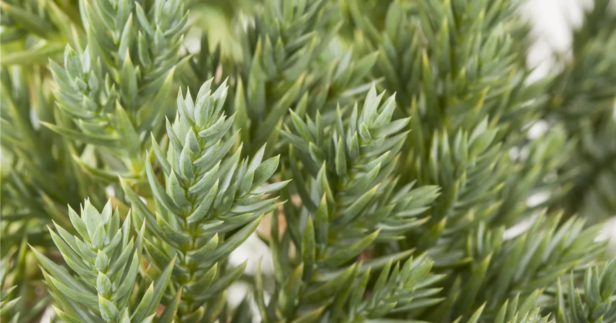 Juniperus squamata 'Blue Star', Blauer Zwerg-Wacholder - Baumschule ...