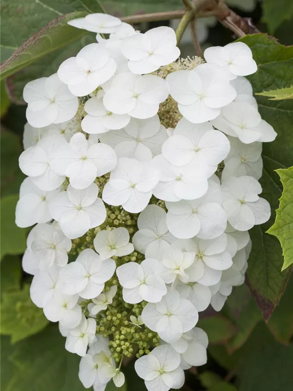 Hydrangea quercifolia 'Snowflake', Eichenblättrige Hortensie 'Snowflake ...