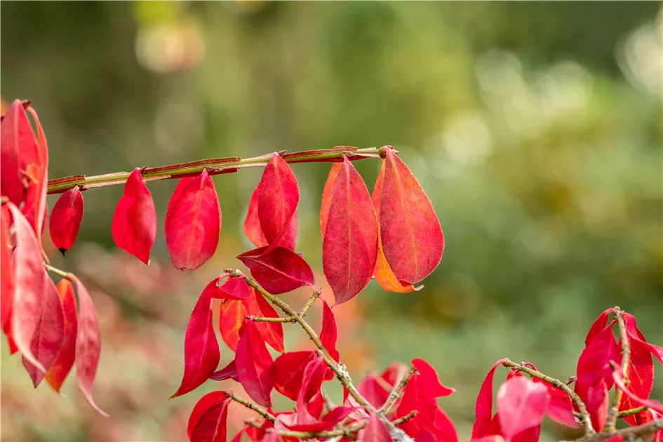Euonymus Alatus Leaf Euonymus Alatus ‚Compactus' – Esveld Webshop