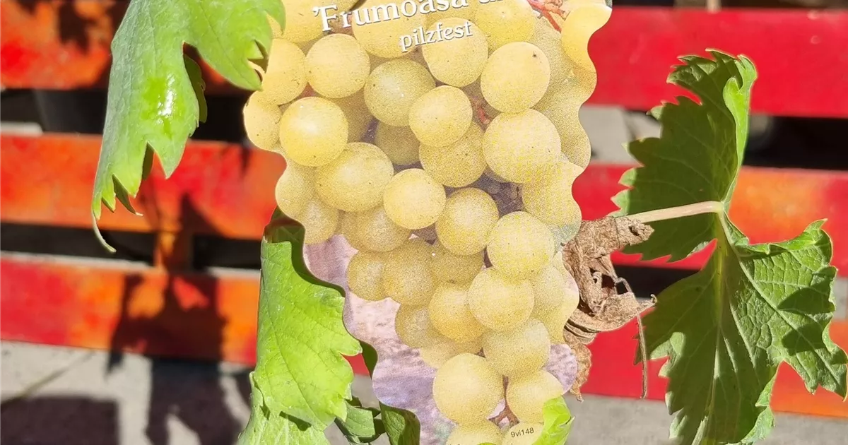 Vitis 'Frumuosa Alba', Tafeltraube 'Frumuosa Alba' - Baumschule ...