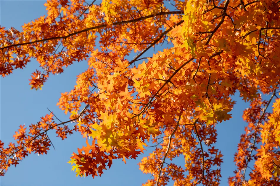Quercus Rubra Red Oak Tree (Quercus Rubra) TR 10 Fine Art Print Of