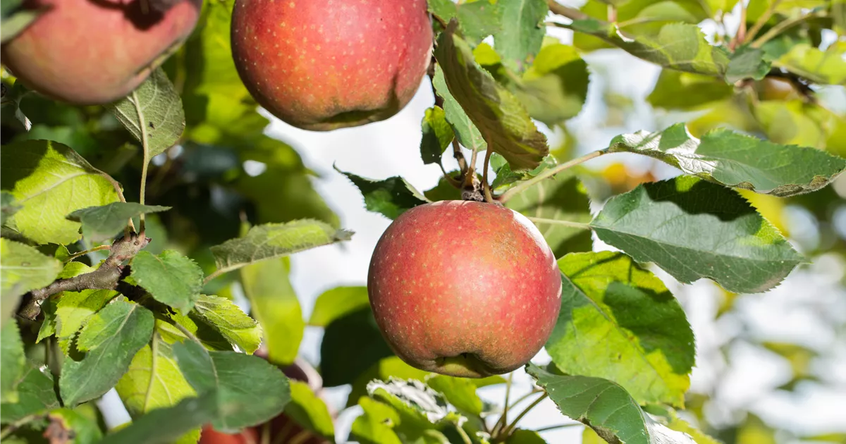 Malus 'Melrose' CAC, Apfel 'Melrose' mittel - Baumschule ...