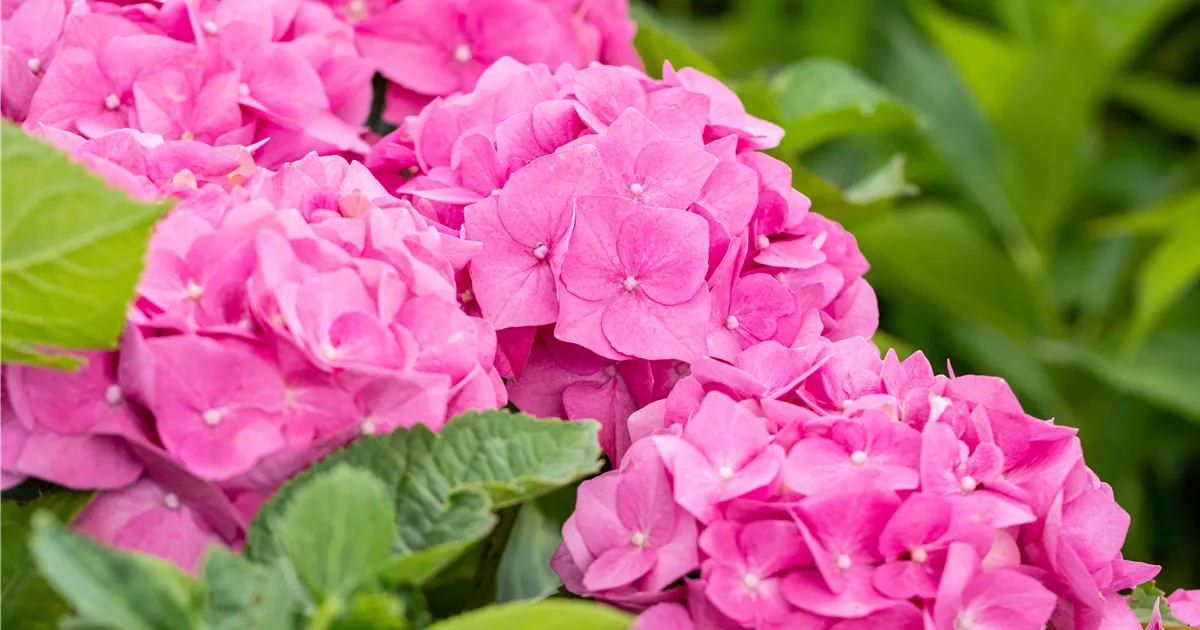 Hydrangea m. 'Bela' -S-, Bauernhortensie 'Bela' -S- - Baumschule ...