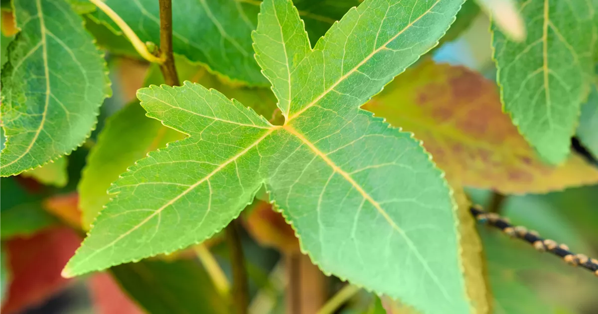 Liquidambar styraciflua 'Slender Silhouette', Amberbaum 'Slender ...