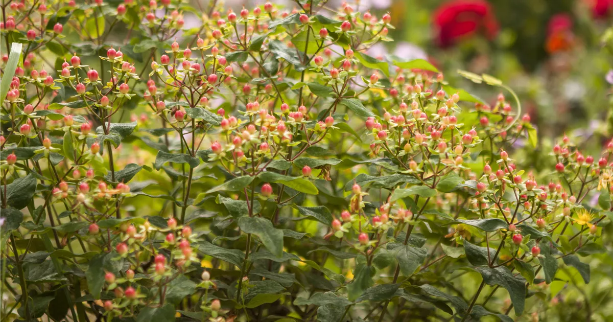 Hypericum inodorum 'Magical Red' -R-, Duftloses Johanniskraut 'Magical ...