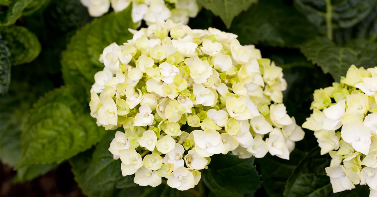 Hydrangea m. 'The Bride' -R-, Gartenhortensie 'The Bride' -R ...