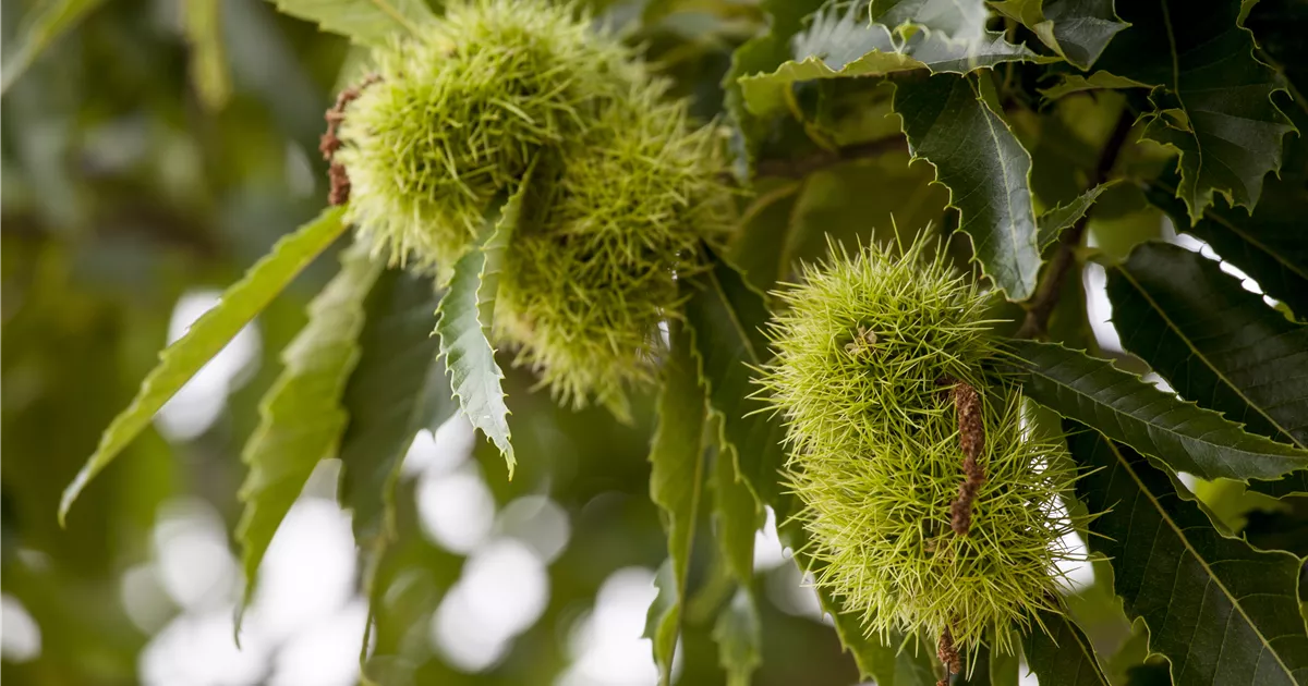 Castanea sativa, Esskastanie - Baumschule & Pflanzenvertrieb Brossmer