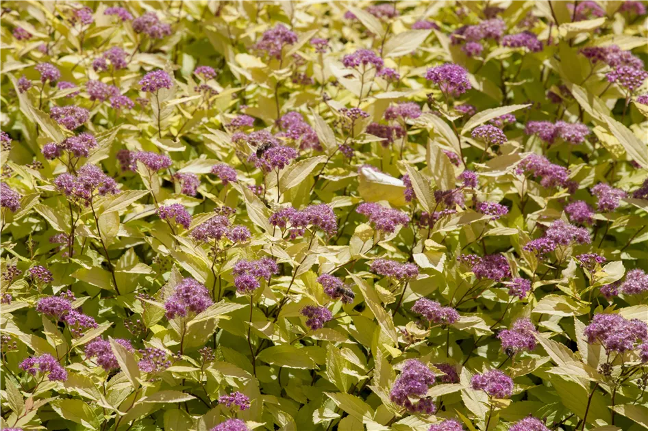 Purple Spirea